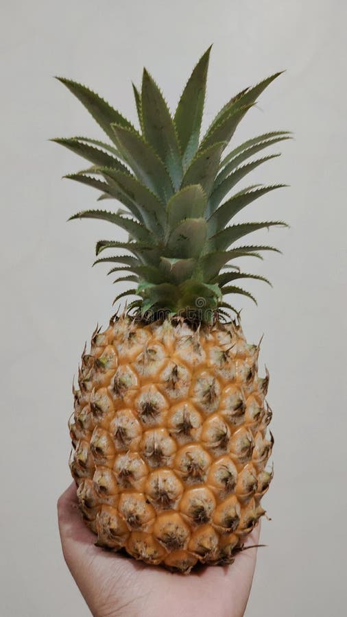 Native Pineapple from the Mountains Gardens Stock Photo - Image of ...