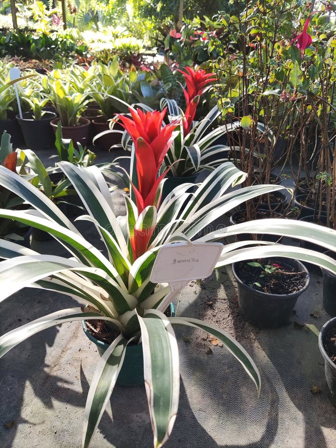 Native Plant of the Brazilian Mountains Stock Image - Image of ...