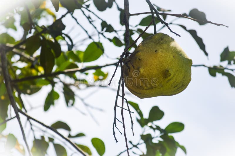 Large native pomelo stock photo. Image of trees, fruit - 127748902