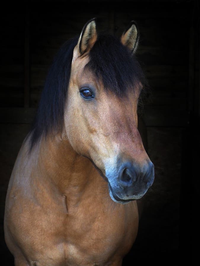 Native Pony Headshot stock photo. Image of equestrian - 187516310