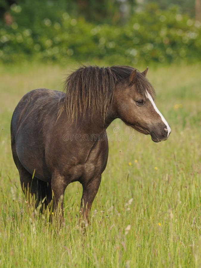 Native Pony in Long Grass stock photo. Image of animal - 186215536