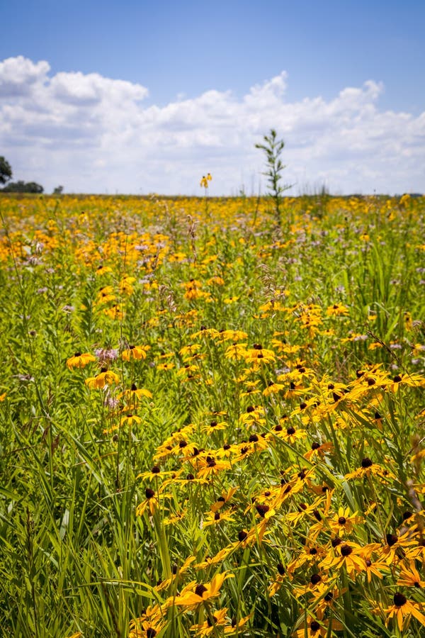 Native prairie flowers stock image. Image of compass - 91854073
