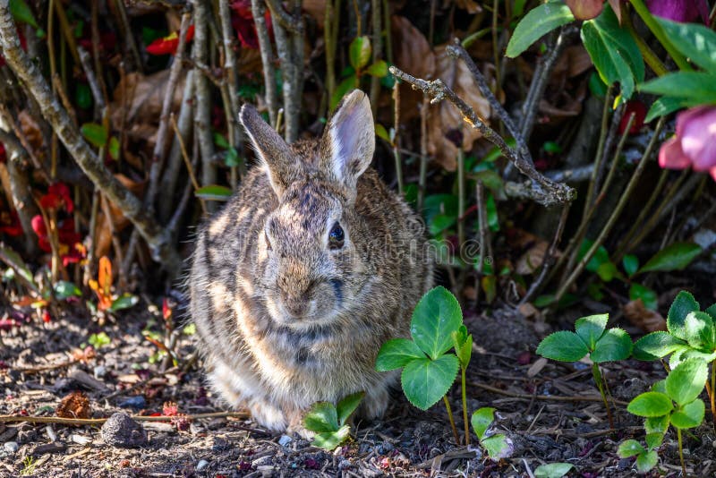 Native Rabbit Sitting in a Garden Resting Under a Bush, Spring Wildlife ...