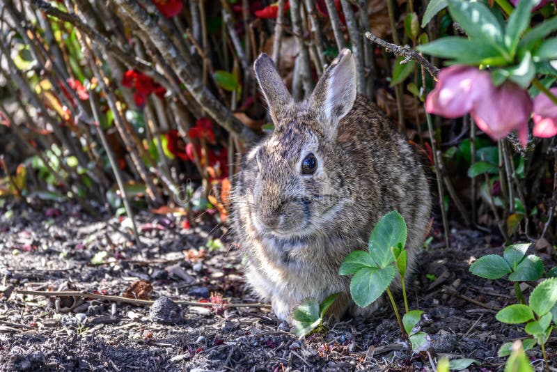 Native Rabbit in a Garden Looking for a Snack, Spring Wildlife Stock ...