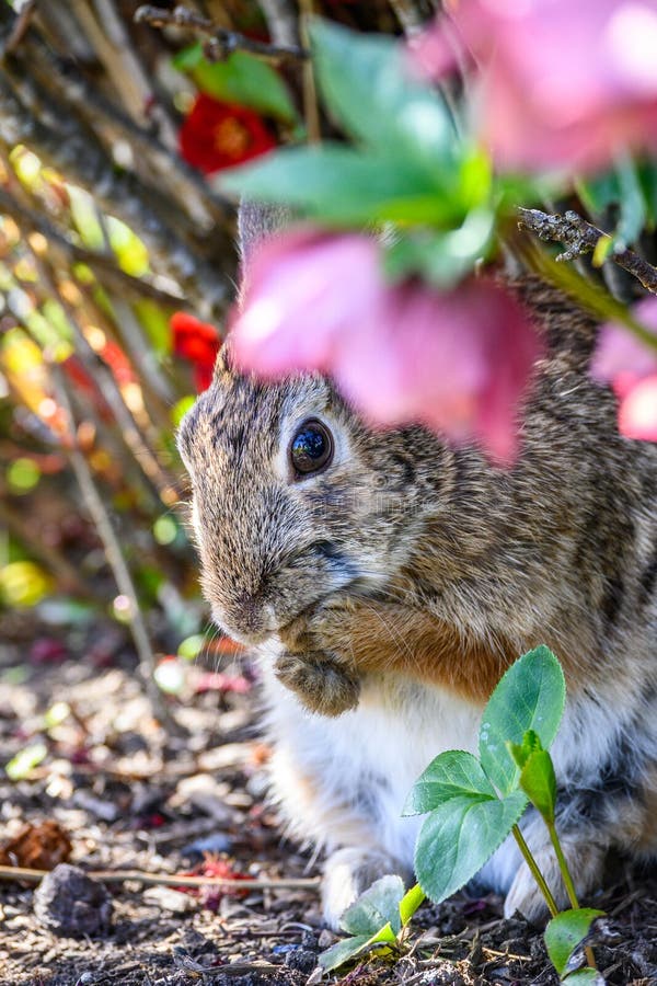 Native Rabbit in a Garden Looking for a Snack, Spring Wildlife Stock ...