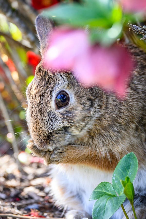 Native Rabbit Sitting In A Garden Grooming, Spring Wildlife Stock Photo ...