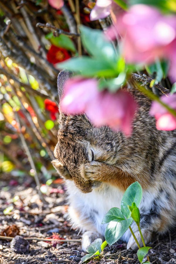 Native Rabbit in a Garden Looking for a Snack, Spring Wildlife Stock ...