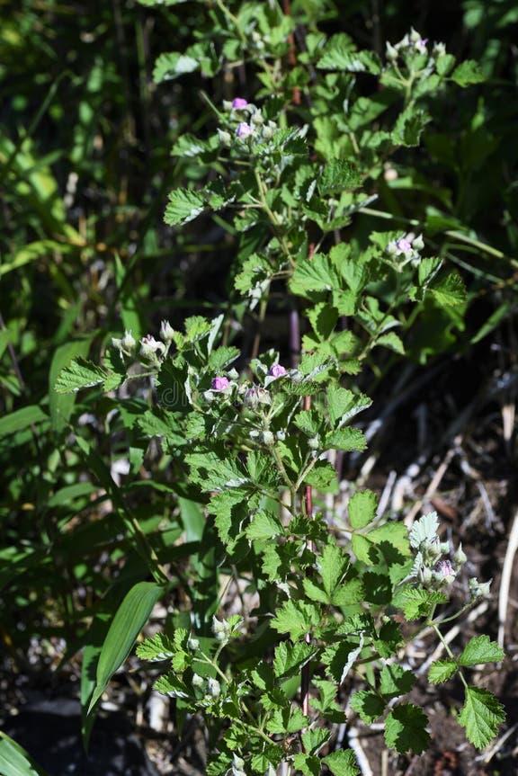 Native raspberry flowers. stock photo. Image of bloom - 218766942