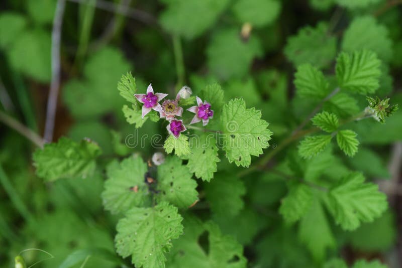 Native raspberry flowers. stock photo. Image of freshness - 218766950