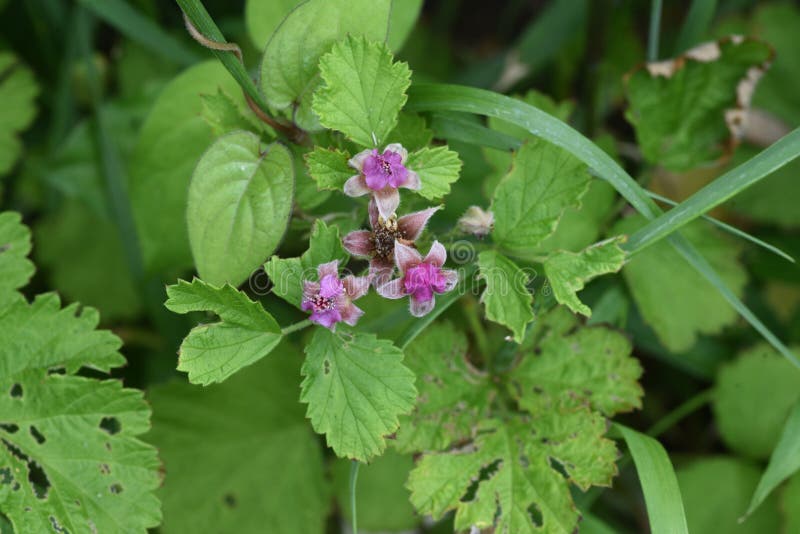 Native raspberry flowers. stock image. Image of early - 219253477