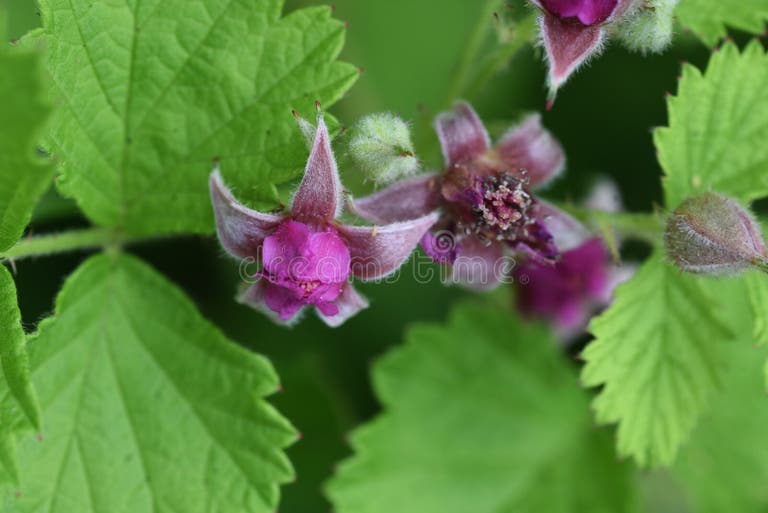 Native raspberry flowers. stock image. Image of blossoming - 219253479