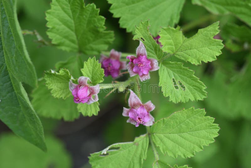 Native raspberry flowers. stock photo. Image of fruits - 219253480