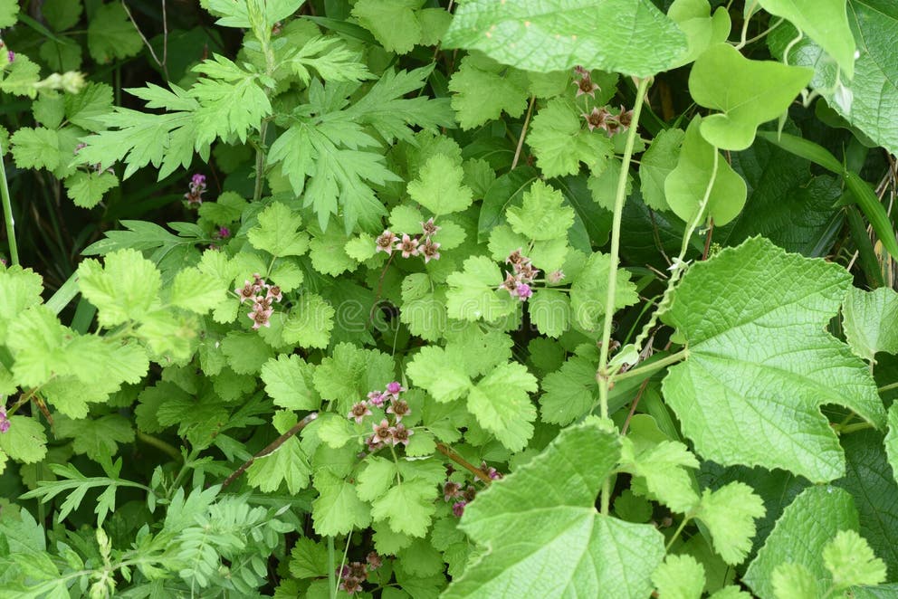 Native raspberry flowers. stock image. Image of forest - 219253485