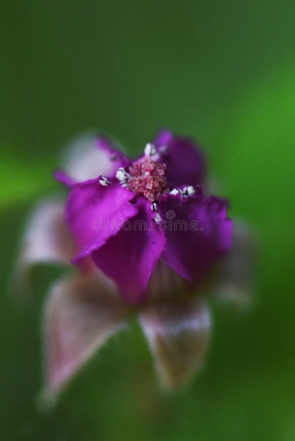 Native raspberry flowers. stock photo. Image of flower - 218766926