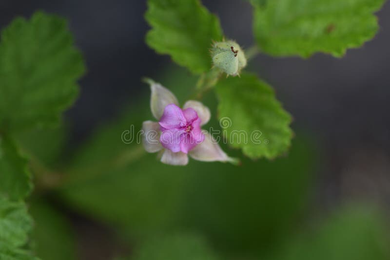 Native raspberry flowers. stock photo. Image of flower - 218766946