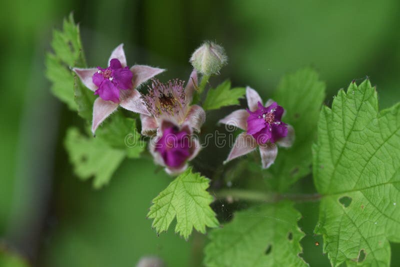 Native raspberry flowers. stock photo. Image of berries - 218766956