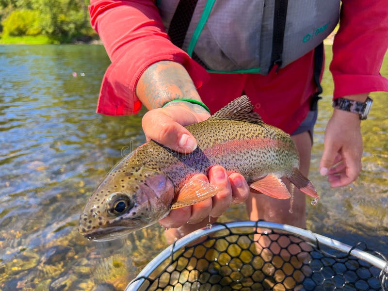 Native Redside Rainbow Trout Stock Image - Image of redside, natural ...