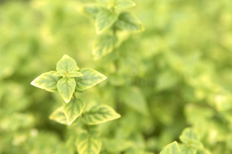 Native River Mint in the Garden Stock Photo - Image of mentha, green ...