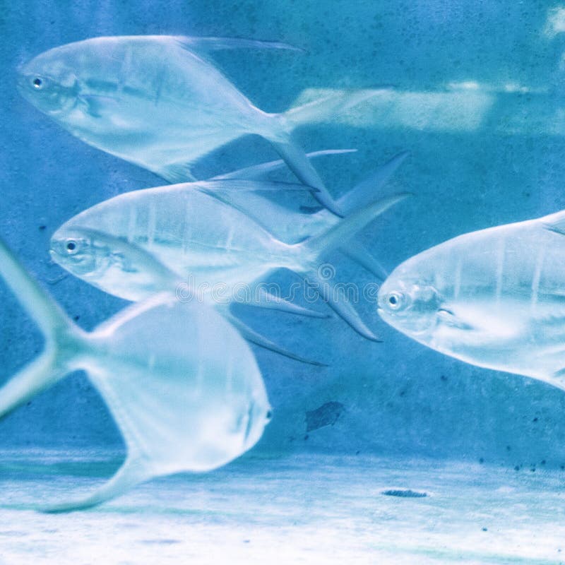 Silver Fish of Bermuda stock image. Image of fixed, fish - 158004689