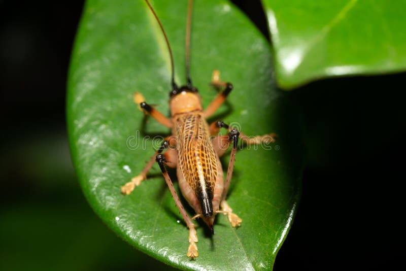 Native Species of Insects in the Rainforest Stock Image - Image of ...