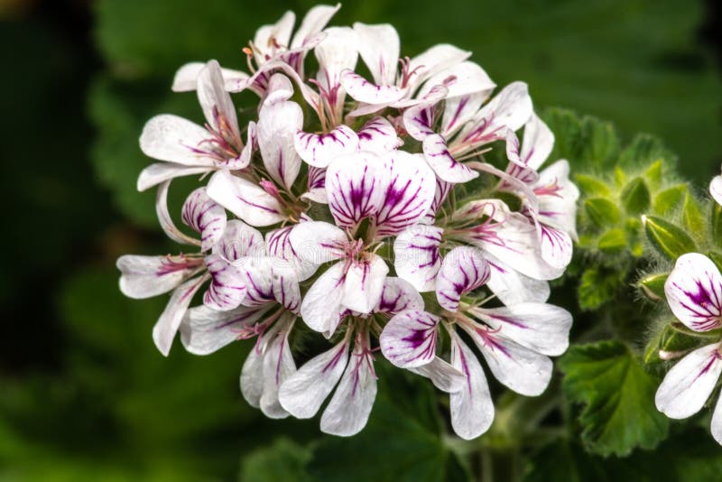 Australian Storksbill stock image. Image of closeup - 186784095