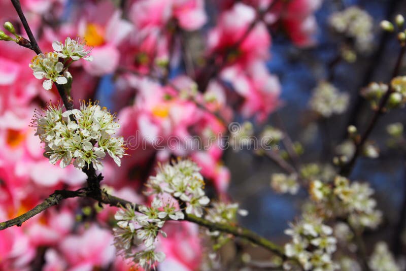 Native Texas Plum Tree with Blossoms with Cherry Blossoms in Background ...