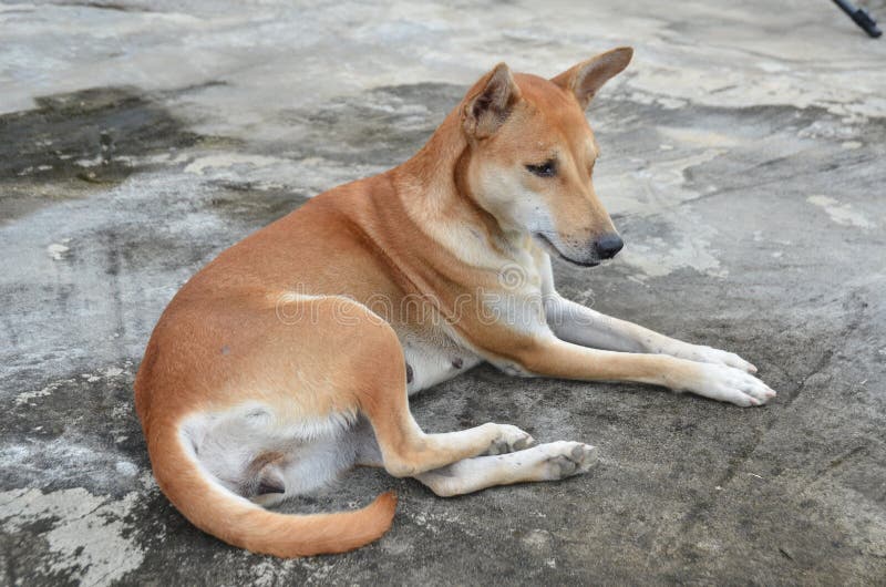 Native thai dog stock image. Image of canine, thai, brown - 21021823