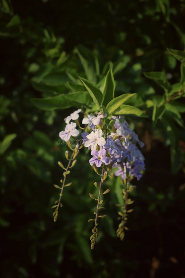 Native To Tropical America, Duranta Erecta (Golden Dewdrop) Stock Image ...