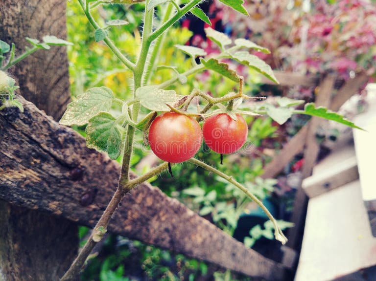 Native tomato stock photo. Image of native, tomato, garden - 104321086