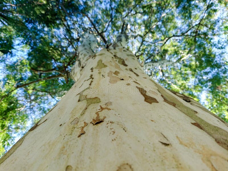 Native Tree of the Atlantic Forest 02 Stock Image - Image of brazil ...