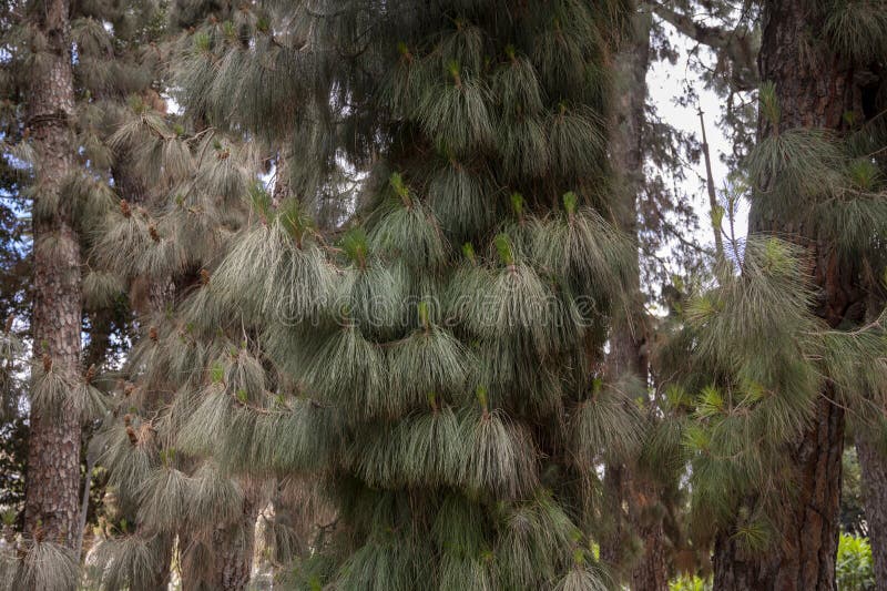 Native Tree from Canarian Islands, Canarian Pine Tree with Long Needles ...