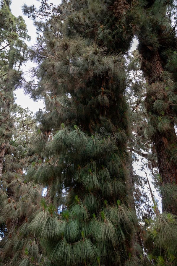 Native Tree from Canarian Islands, Canarian Pine Tree with Long Needles ...