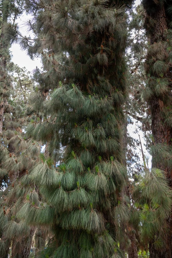 Native Tree from Canarian Islands, Canarian Pine Tree with Long Needles ...