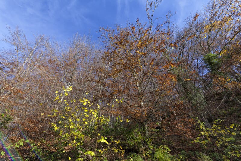Native Tree Forests of Leon in Spain Stock Image - Image of leon, brown ...