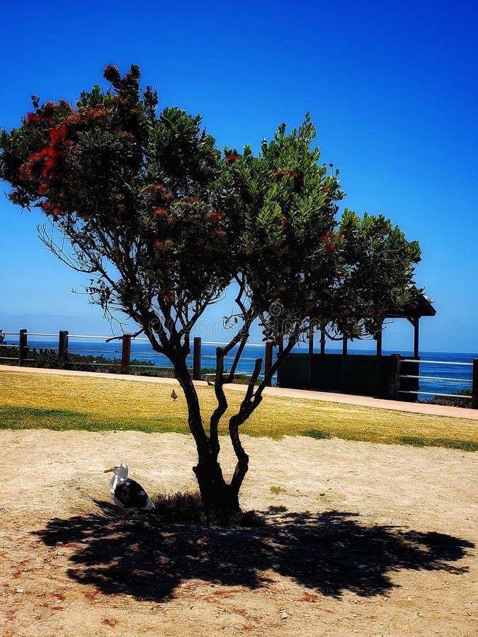 Native Tree in La Jolla California Stock Image - Image of horizon ...