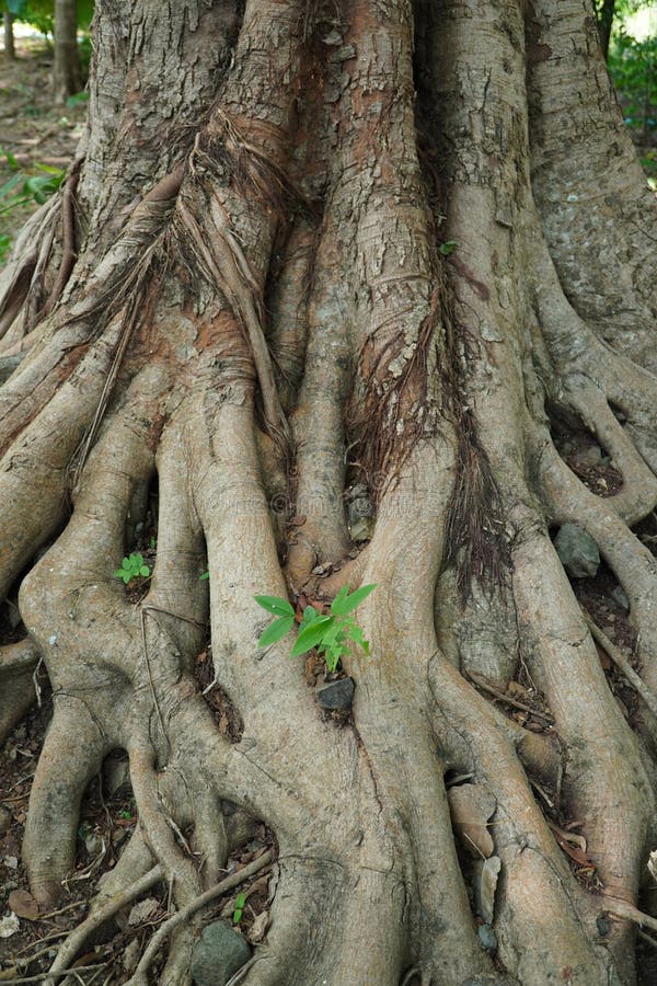 Native Growth Wildlife Habitat Protection Area Sign Stock Image - Image ...