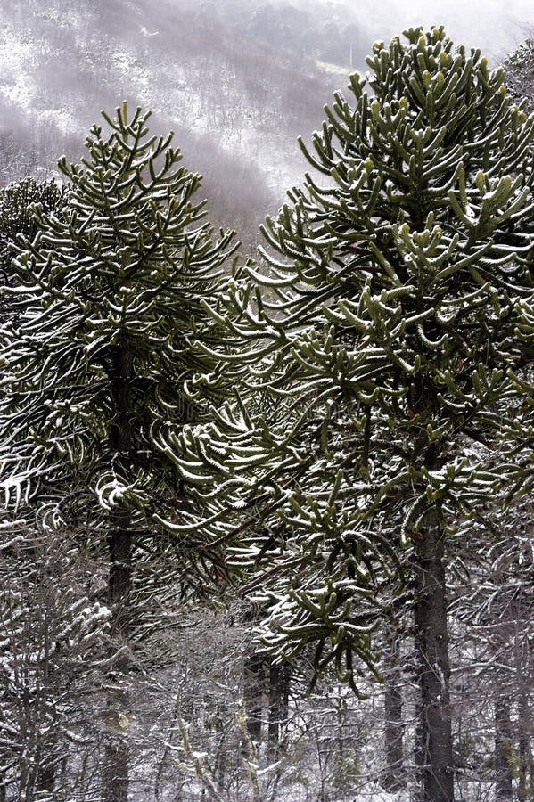 Native trees stock image. Image of landscape, sacred - 26678633