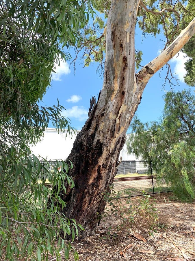 Gun tree stock photo. Image of nature, shrub, tree, forest - 388161558