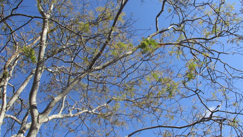 Caatinga Biome: Dry Forest Trees Petrolina, Pernambuco, Brazil Stock ...