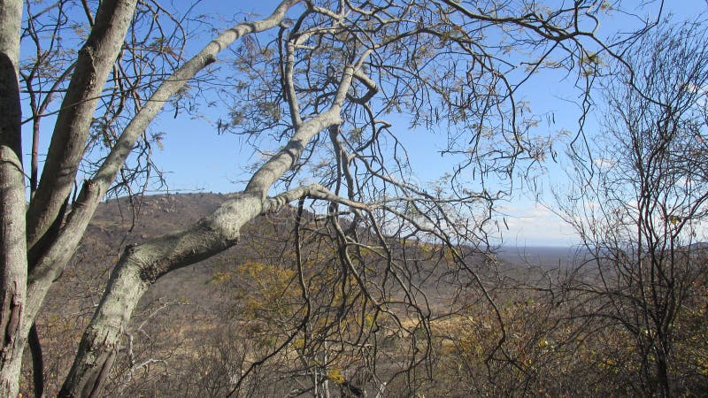 Caatinga Biome: Dry Forest Trees Petrolina, Pernambuco, Brazil Stock ...
