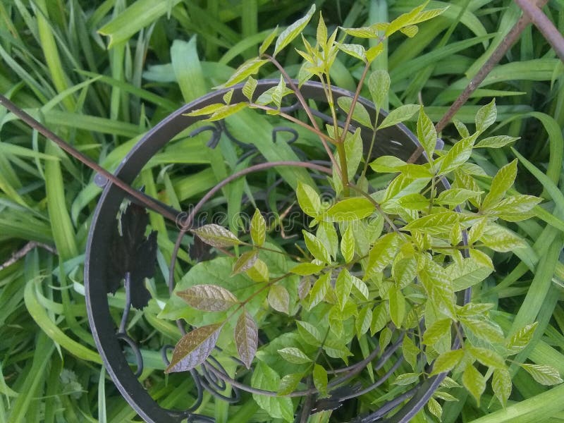 Native Trees - Pear Fruit stock photo. Image of northernpear - 279751054