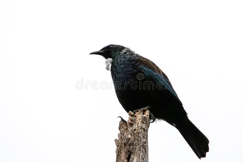 NZ Tui, Native Bird stock image. Image of zealand, colors - 102375711