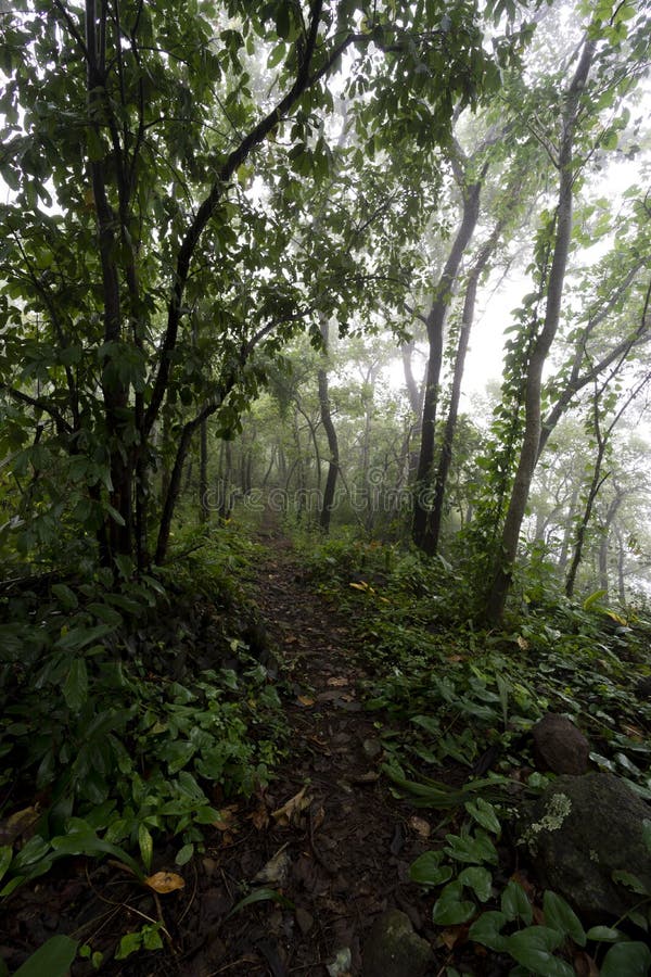 Native Unspoiled Landscape Showing Native Trees Surviving in ...