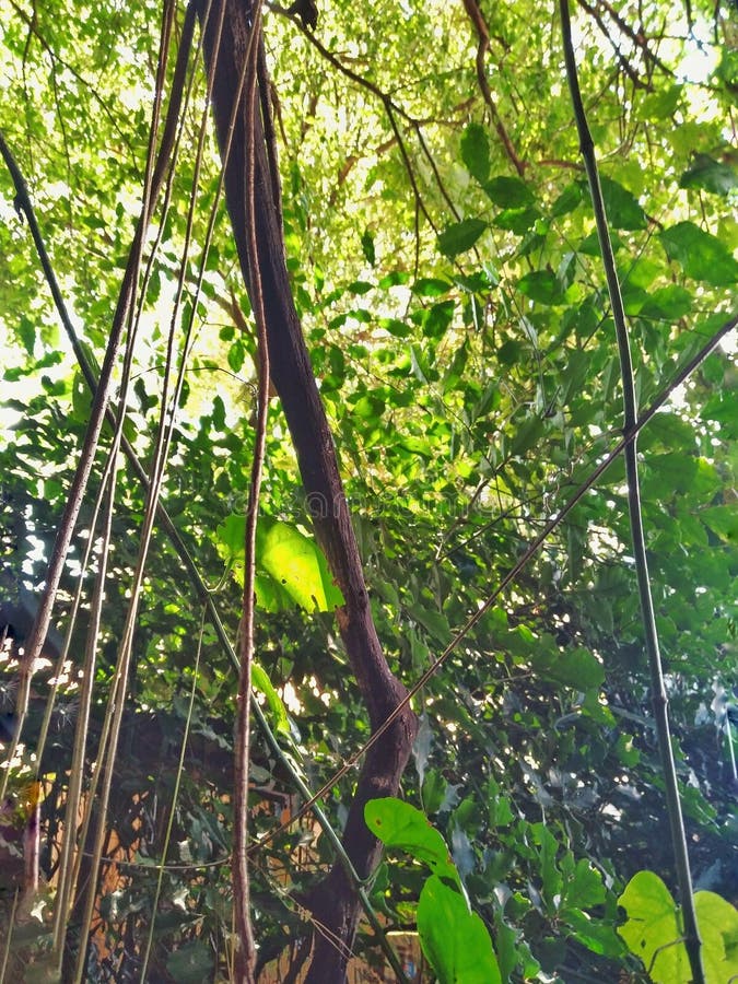Native Vegetation Amidst Tree Trunks and Vines Stock Photo - Image of ...