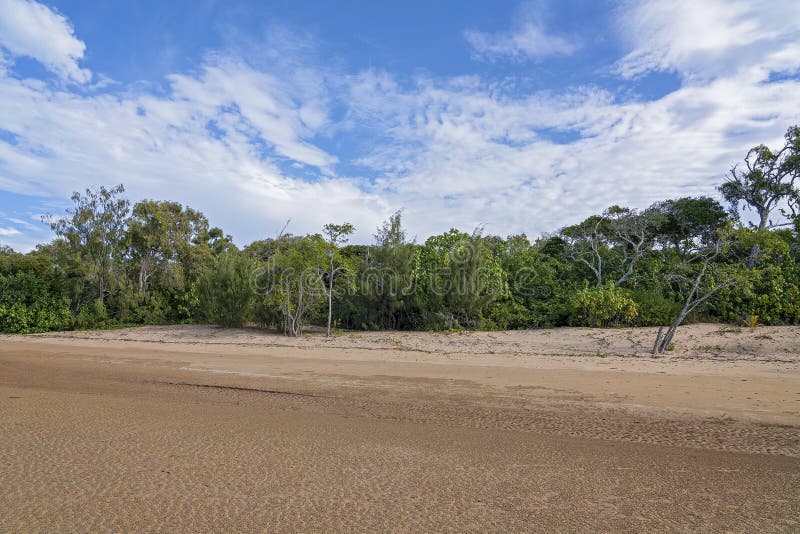 Native Vegetation on a Sandy Beach Stock Image - Image of landscape ...