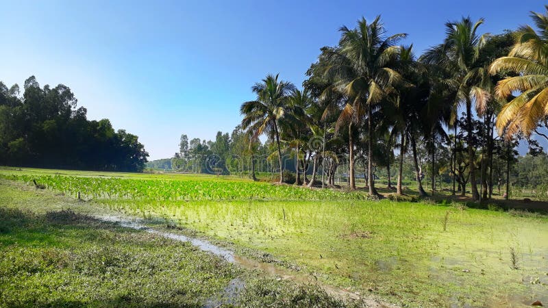 Native Village of Malaysia stock photo. Image of countryside - 12356394