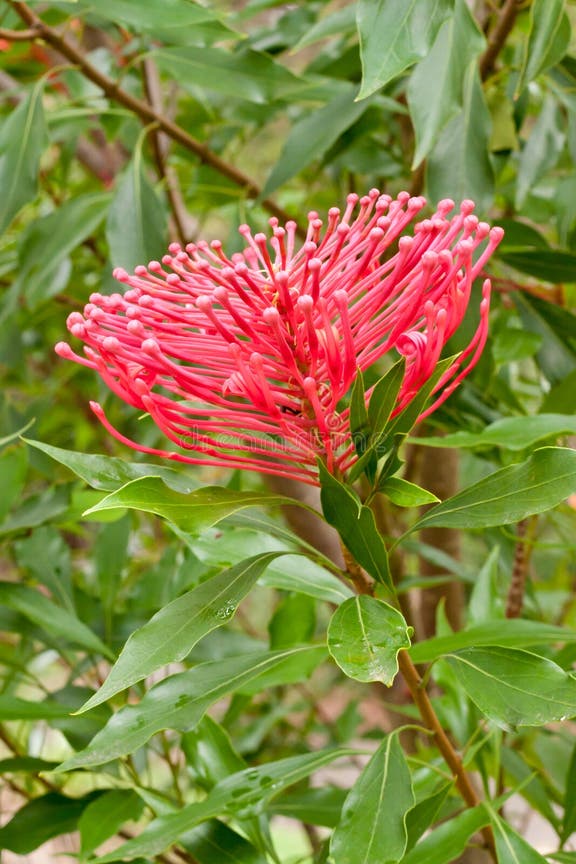 Native waratah flower stock photo. Image of plant, flora - 19201588
