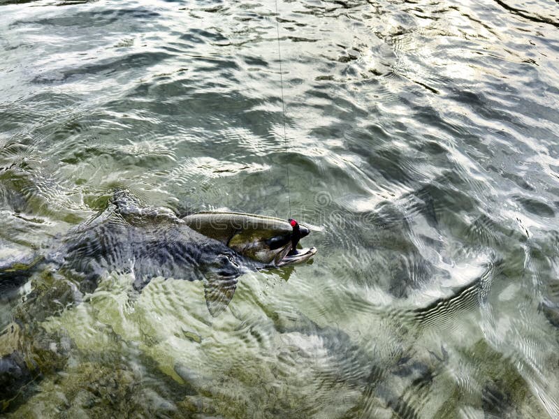 Native or Wild Chum Salmon Hooked with Lure in the Skagit River ...