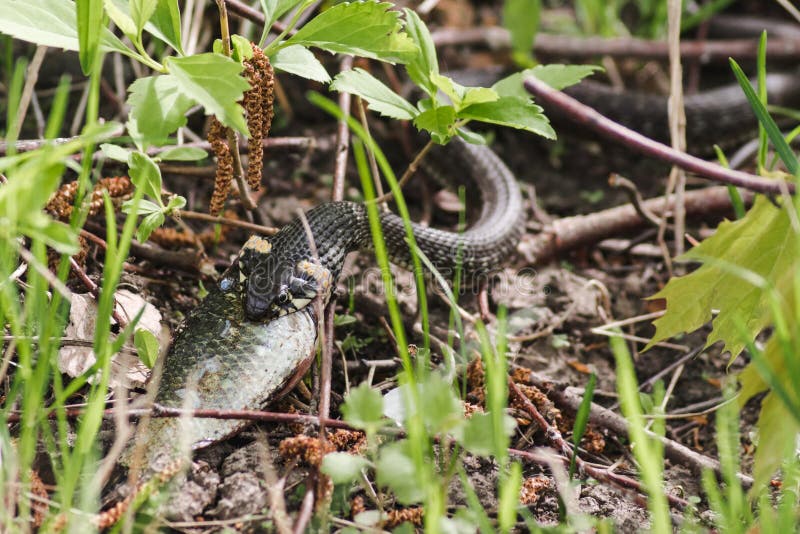Grass Snake Strike. Grass Snake Eats Fish. Wildlife of Europe Stock ...