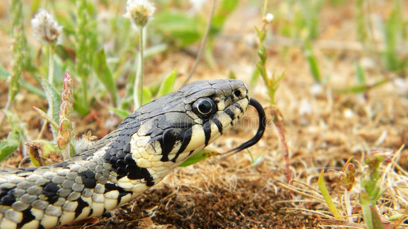 Natrix natrix stock image. Image of serpent, sticking - 25782951